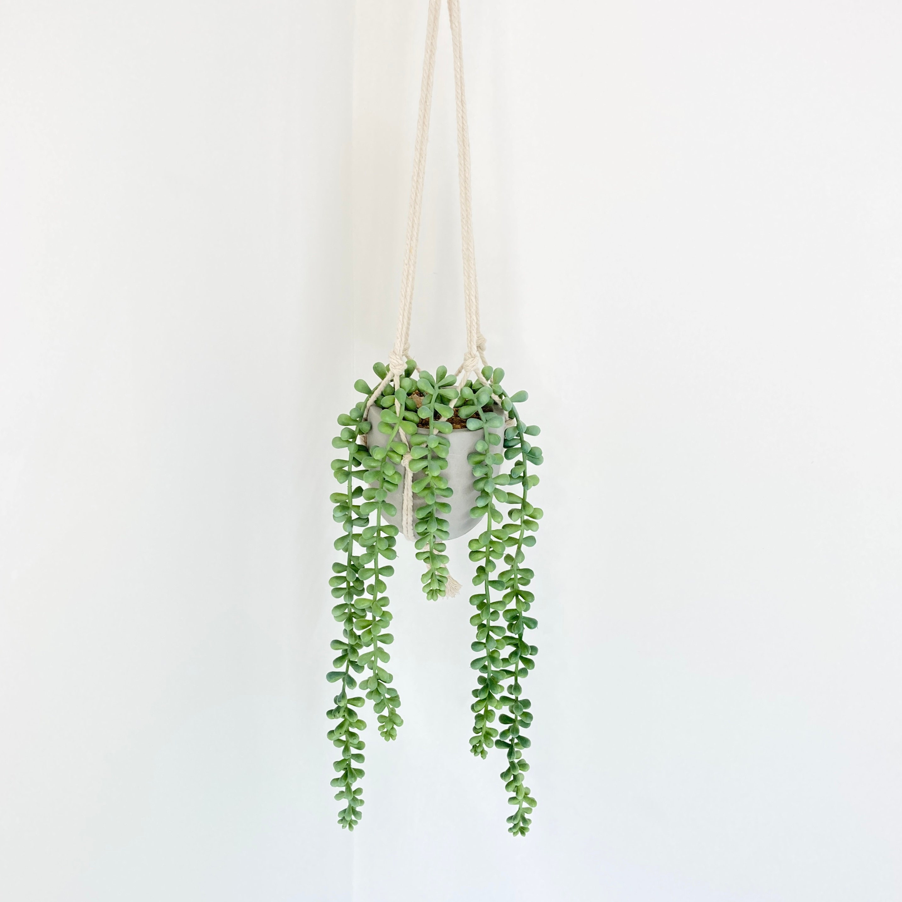 Artificial Trailing String Of Pearls House Plant-Faux Trailing | Etsy