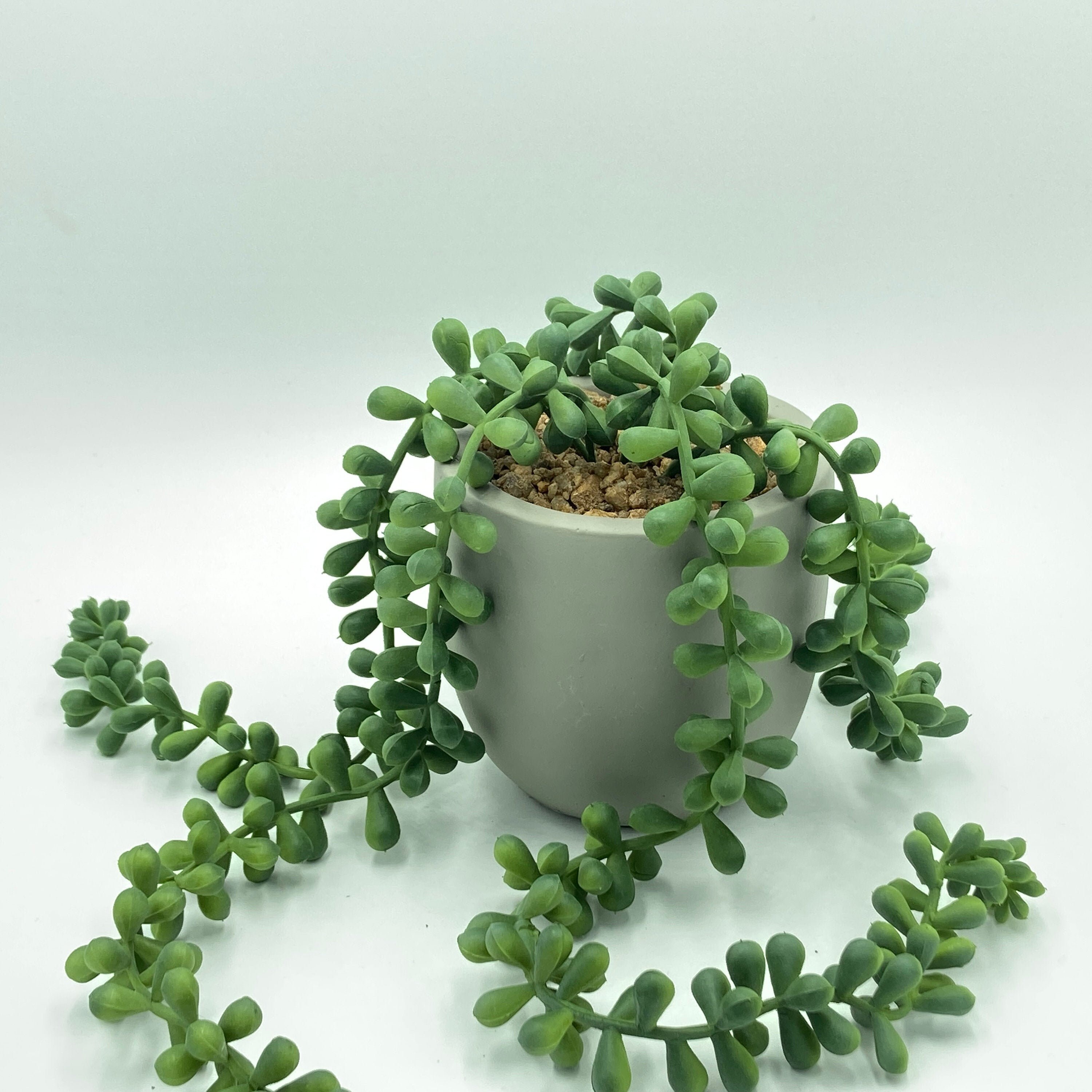 Artificial Trailing String of Pearls House Plant-faux Trailing | Etsy UK