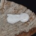 Hand Carved Wolf Howling at Moon, Ox Bone Carving | 56mm X 29mm X 8mm ...