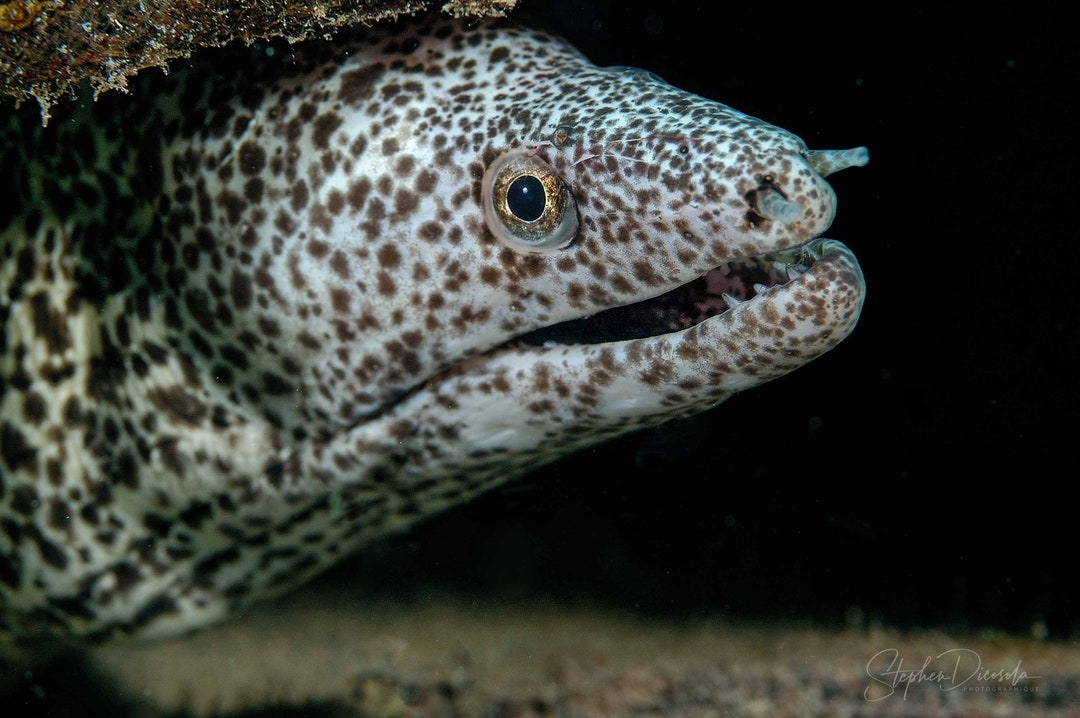 Friendly Spotted Moray Eel Can Be Yours and Will Look Great on Your ...