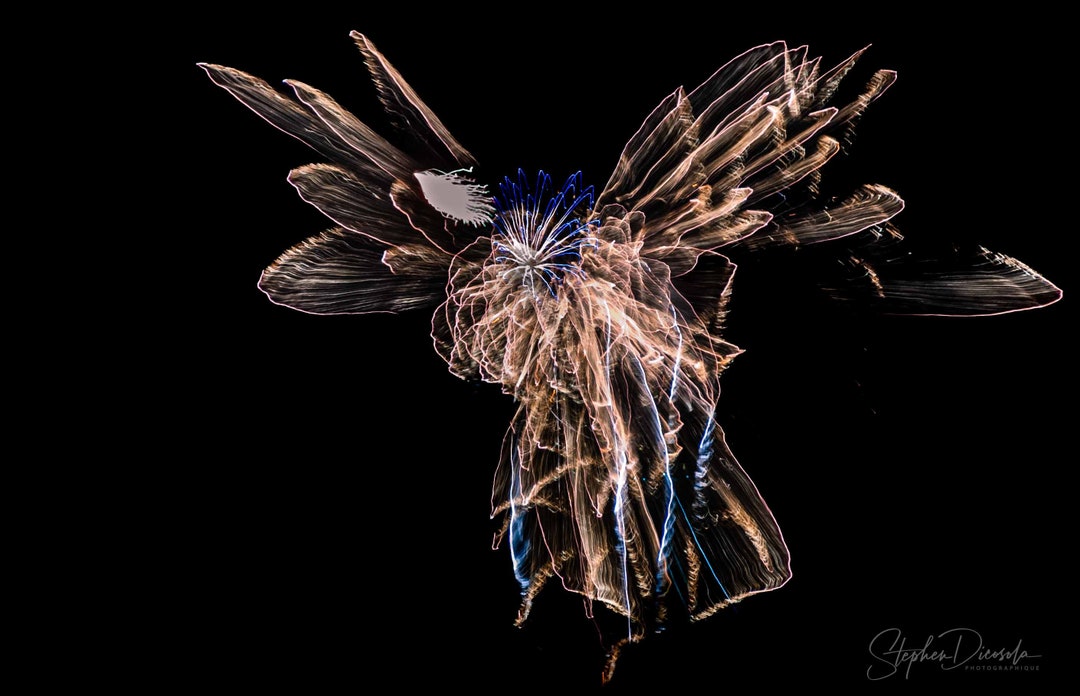 A Genuine "firefly". Fascinating Fireworks Display Appears as a Flying ...
