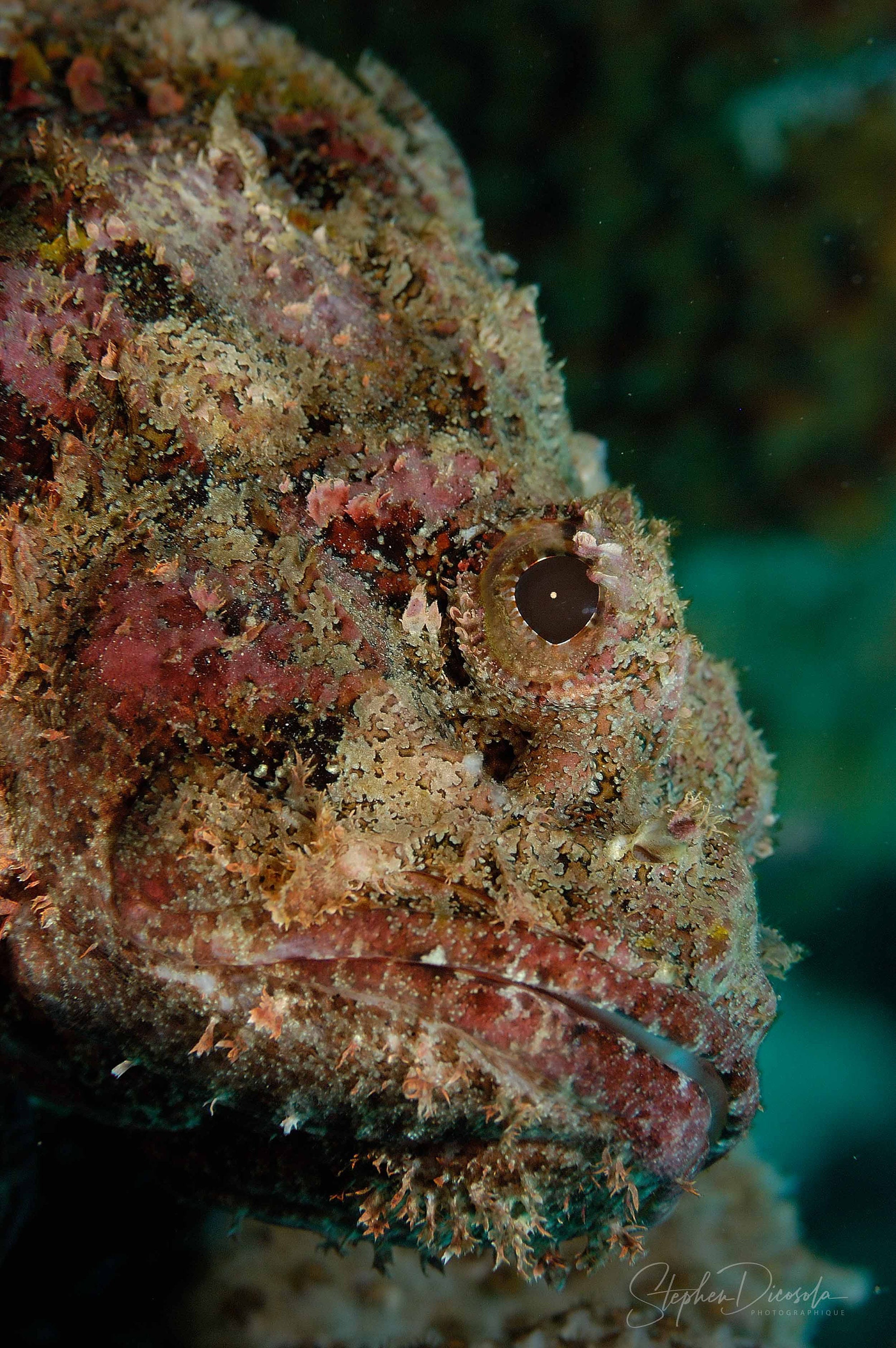 Rock-like Stonefish on the Hunt in the Ocean - Etsy