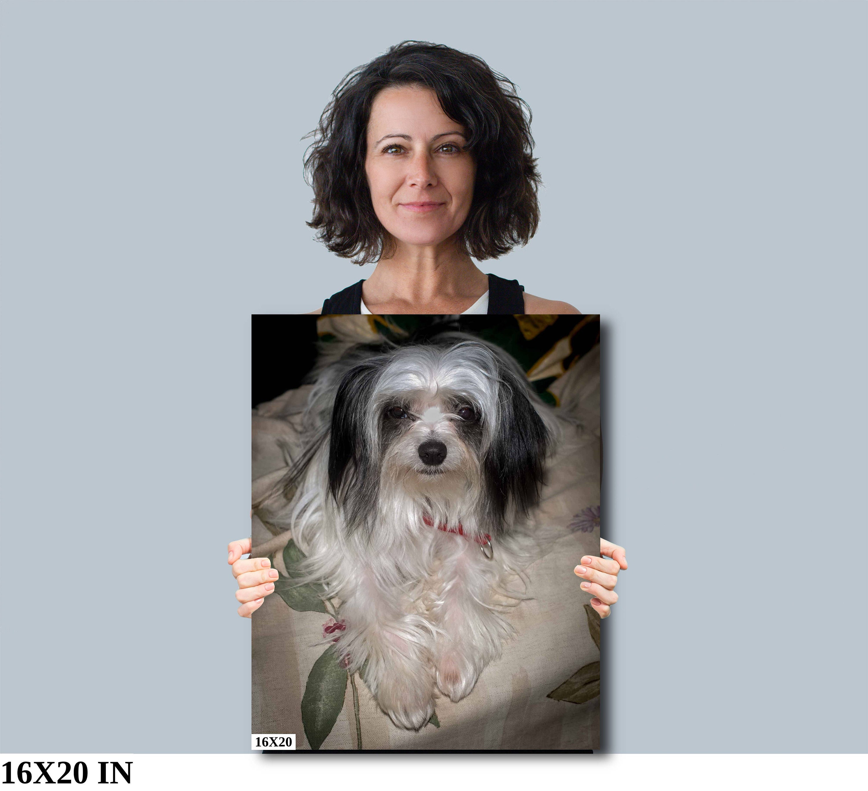 Warm and Beautiful Havanese Companion A Charming Breed Known for Their ...