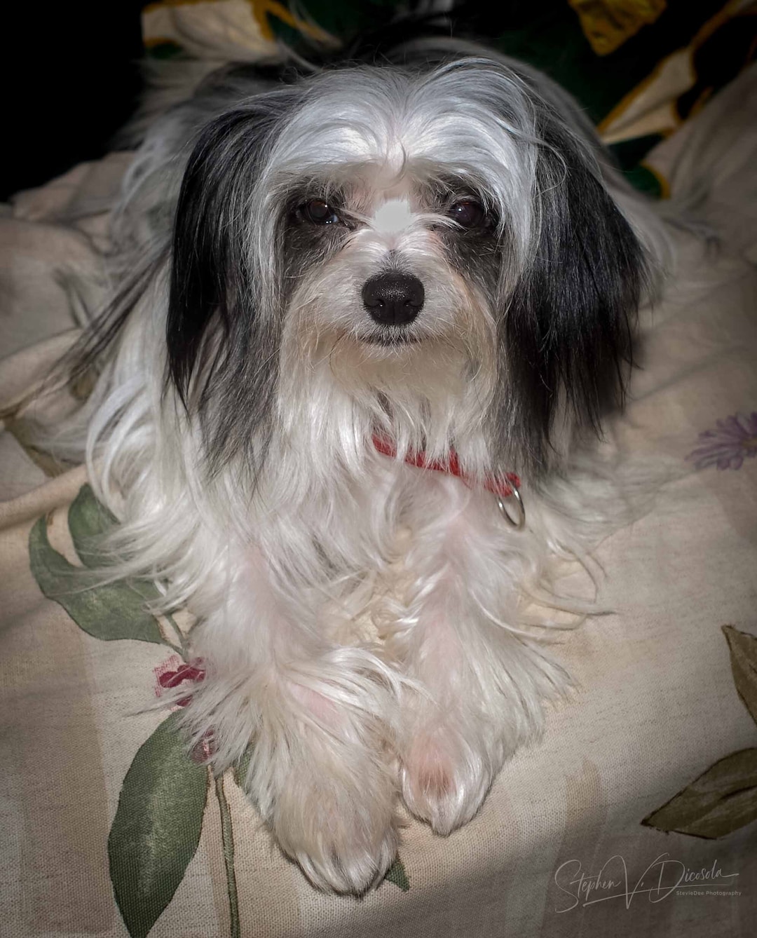 Warm and Beautiful Havanese Companion! A Charming Breed Known for Their ...