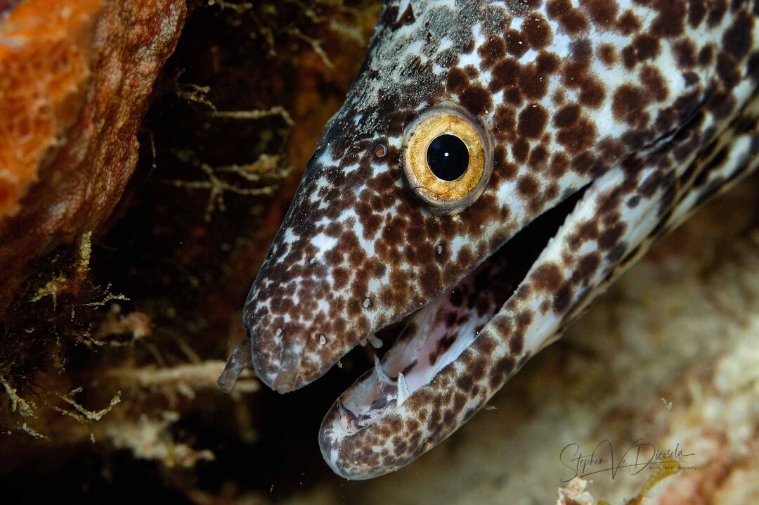 Spotted Eel in the Caribbean Looking Into the Camera. for Those That ...