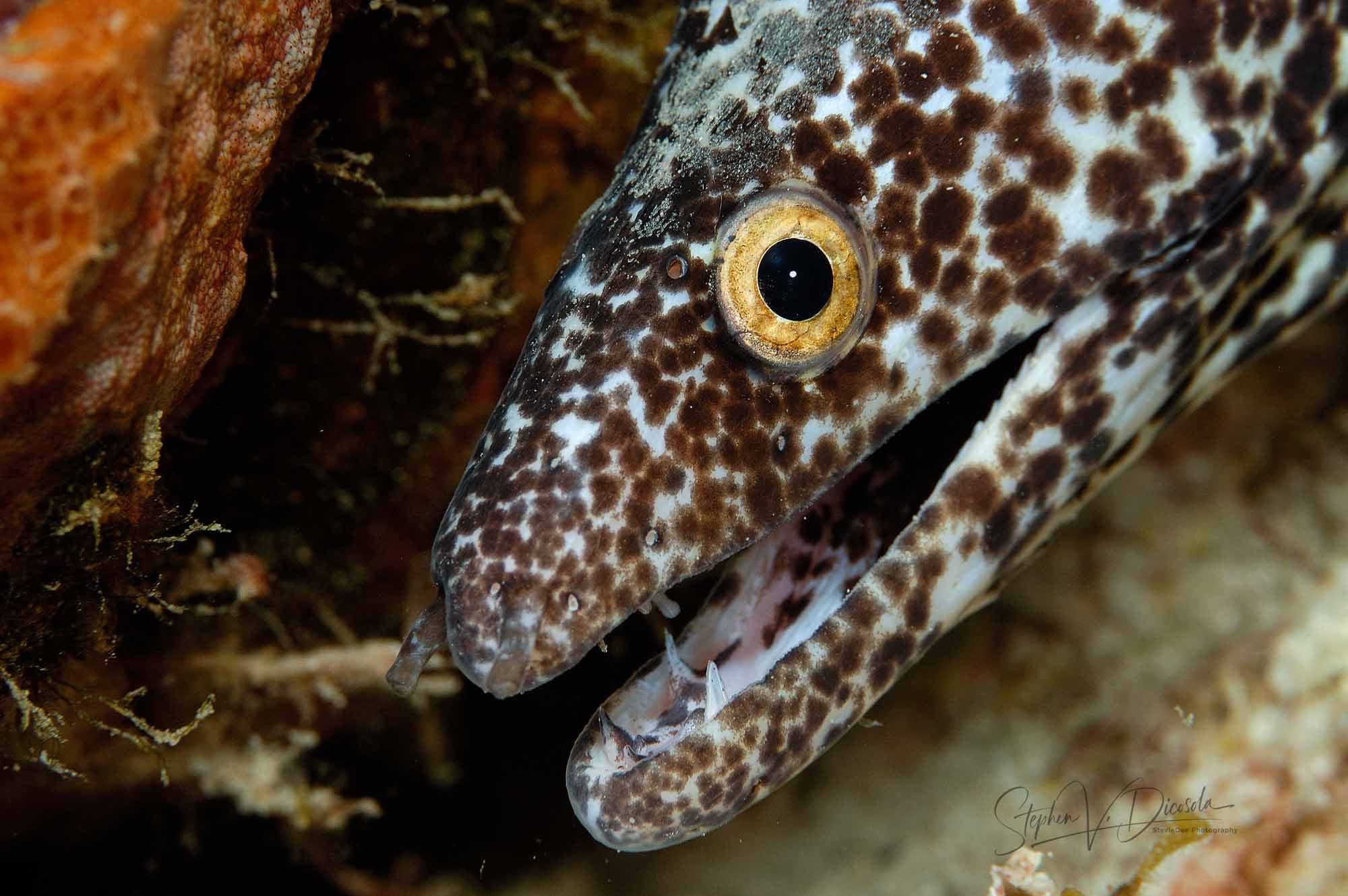 Spotted Eel in the Caribbean Looking Into the Camera. for Those That ...