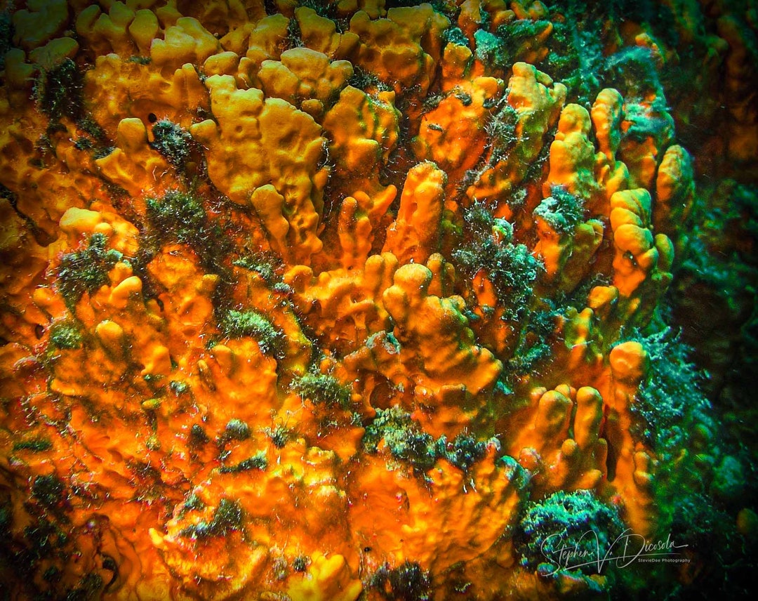 Orange Caribbean Coral Will Add to the Beauty of Your Home, With an ...