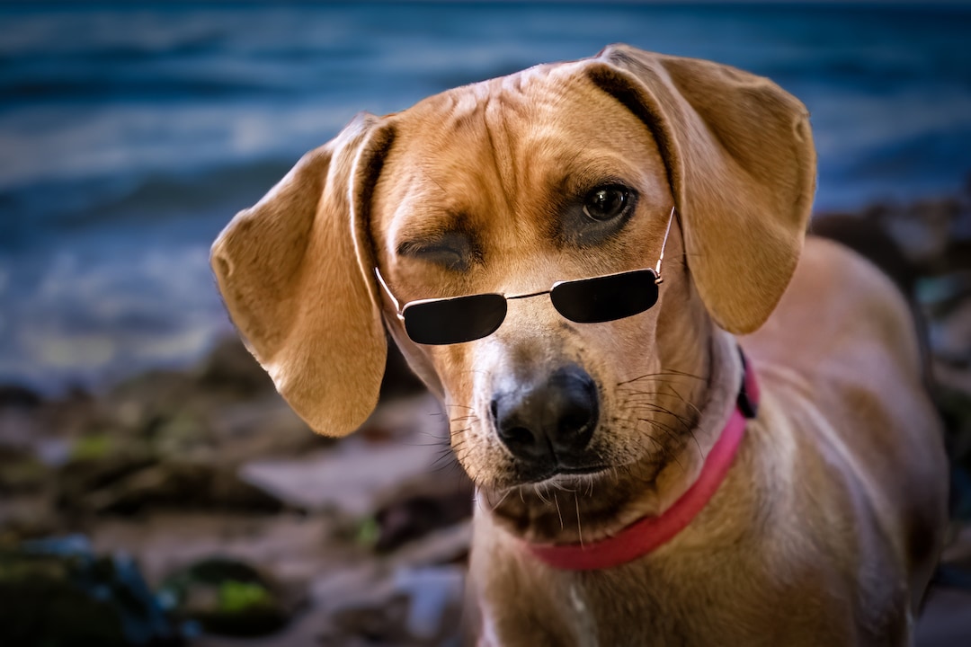 Winking Dog by the Sea - Etsy