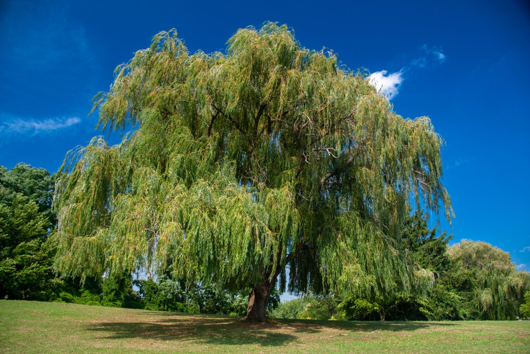CROTON POINT PARK Summer Weeping Willow - Etsy