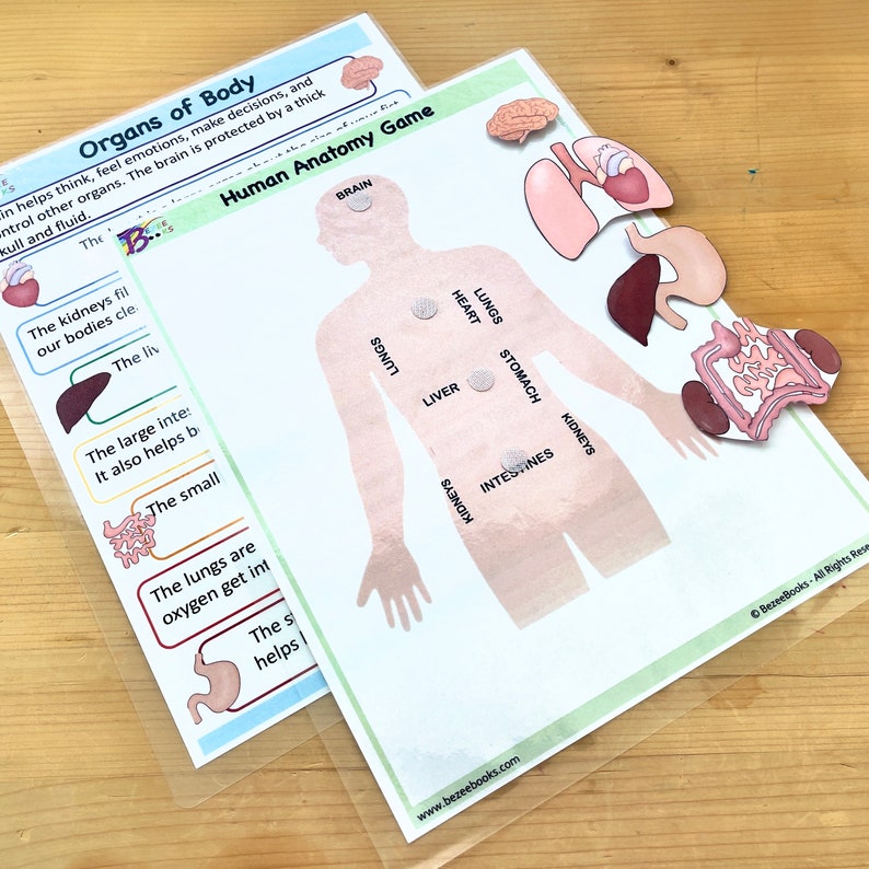 Human Anatomy Game - Busy Book | Learning Mats | Kids Activity ...
