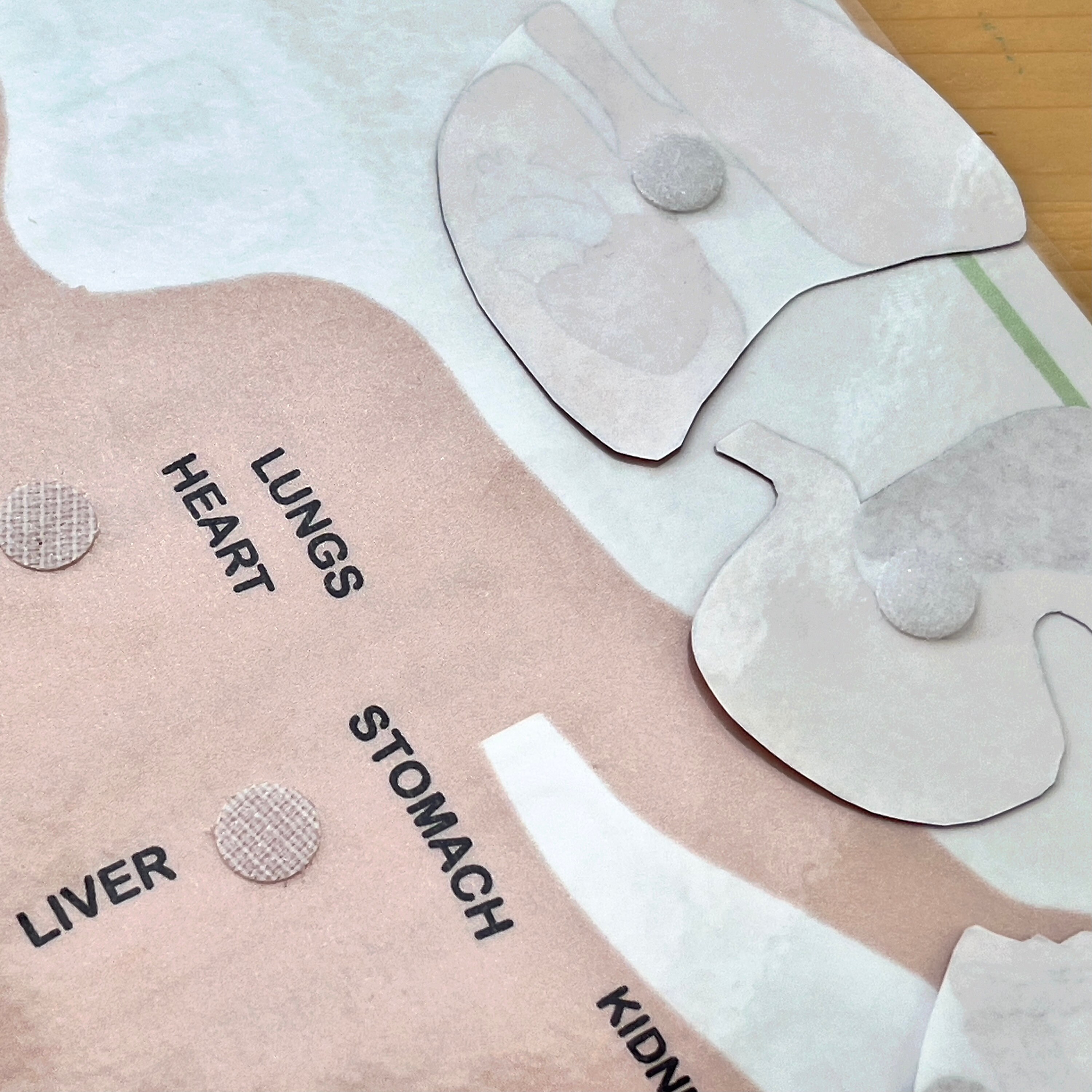 Human Anatomy Game - Busy Book | Learning Mats | Kids Activity ...