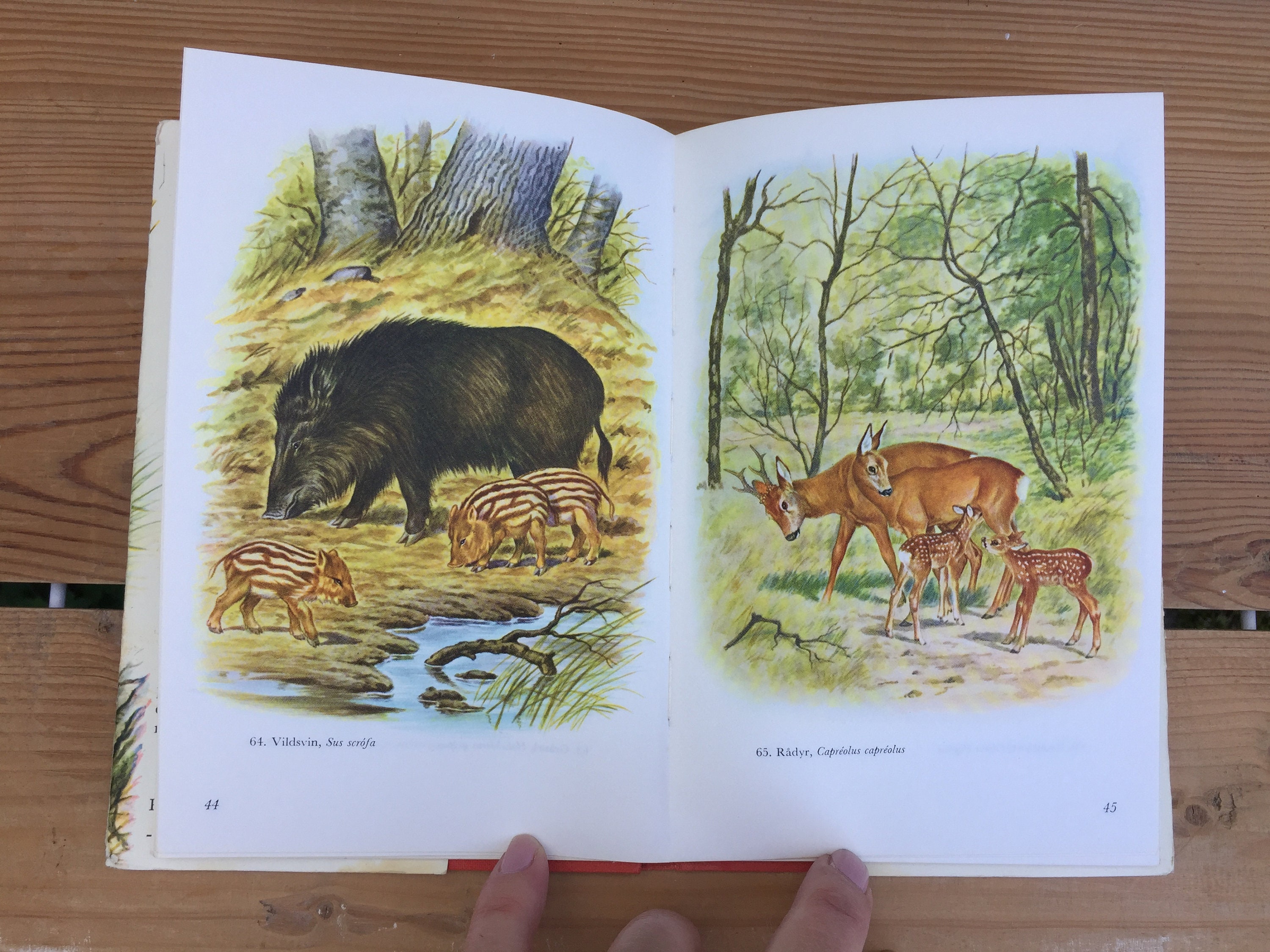 Vintage Animal Guide Book Color Illustrations Politikkens - Etsy