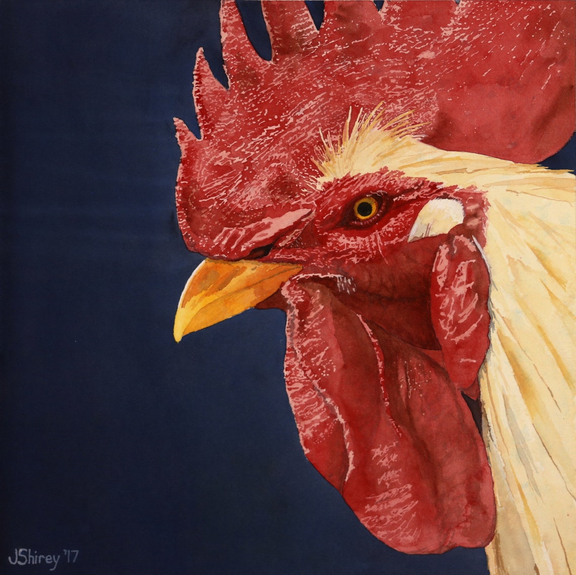 Coxcomb: Original Watercolor Reproduction, Limited Edition, Rooster ...
