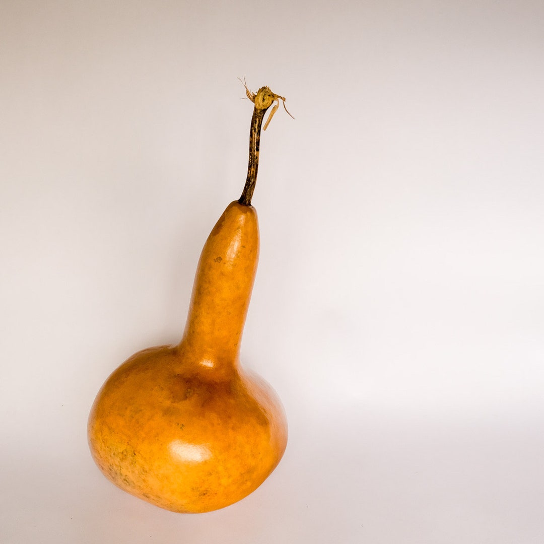 Natural Dry Gourds With Seeds for Unique Decor (or to Sow) 27cm - Etsy