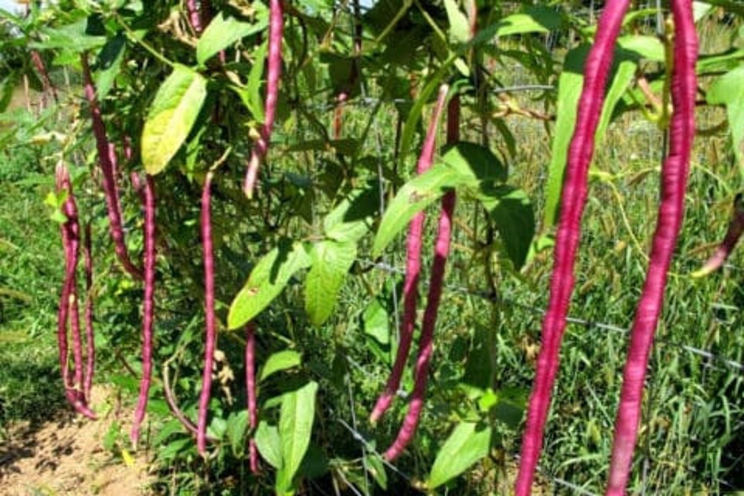 Red Snake Bean Seed - Etsy Canada