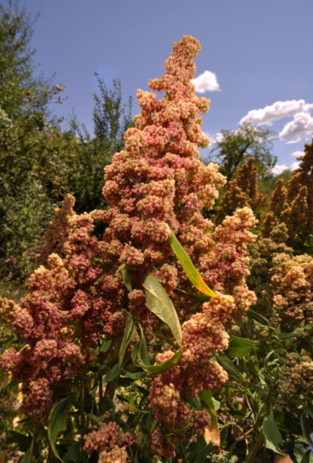 Graine de Quinoa - Etsy France