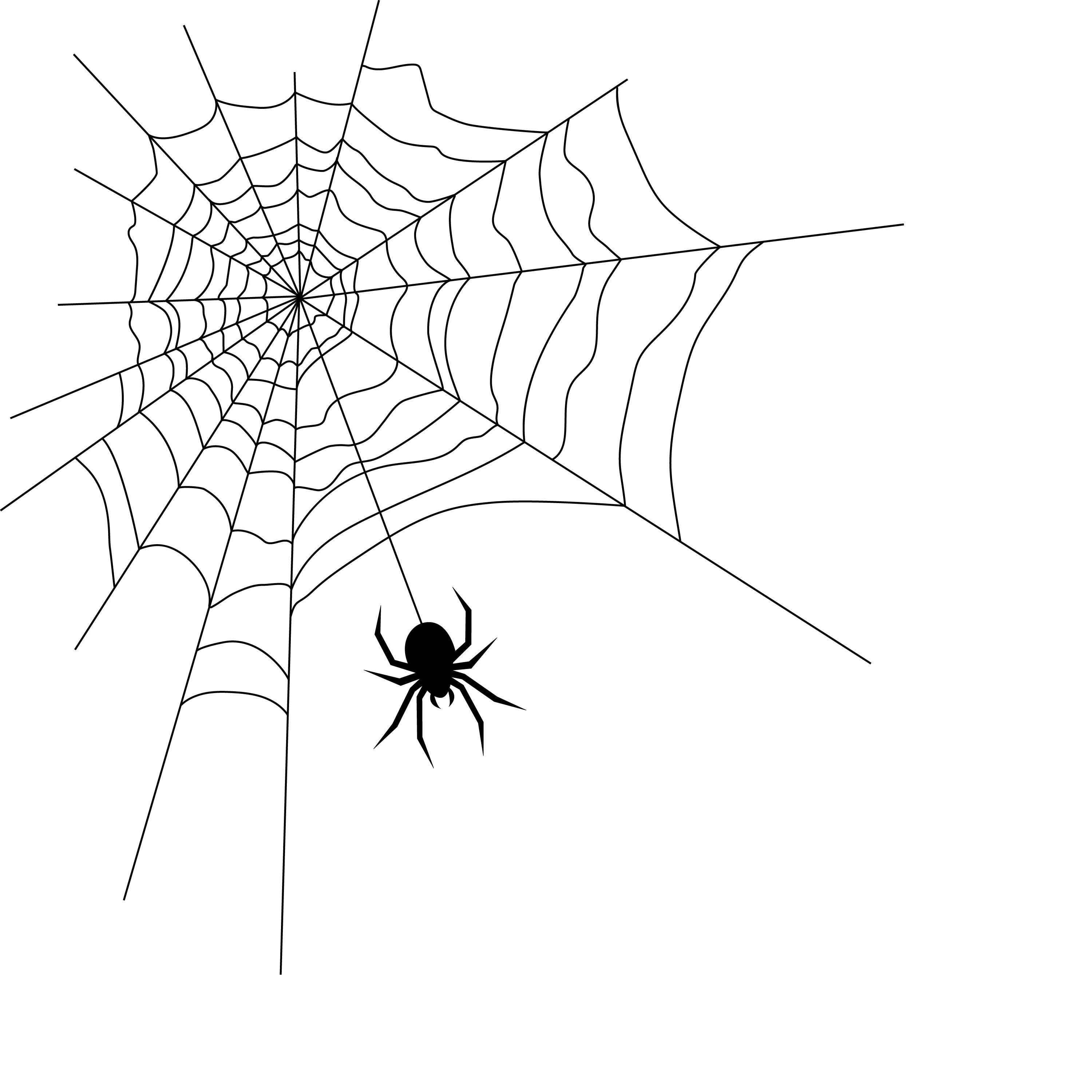 Spiderweb Svg Spiderweb Silhouette Svg Spiderweb Cut File - Etsy