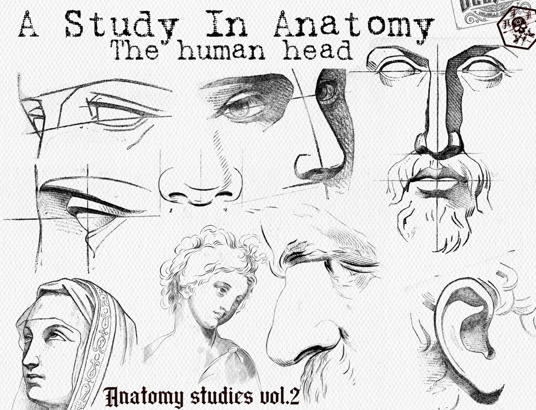 120+ Anatomy References, Head, Face Reference Brush Stamps for Everyone ...