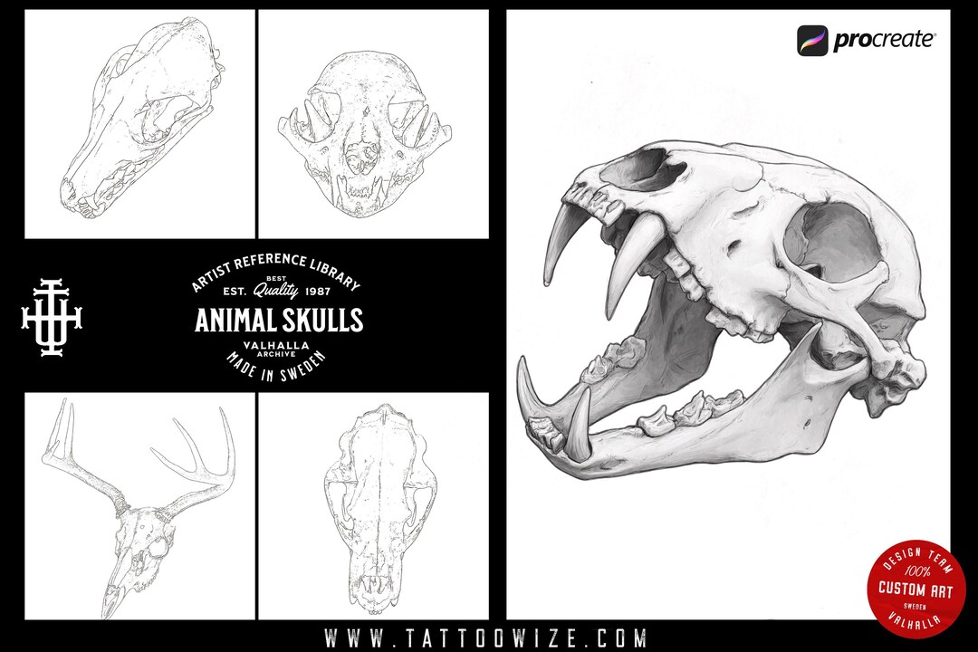 Procreate and .png, Artist Reference Library ~ Animal Skull References ...