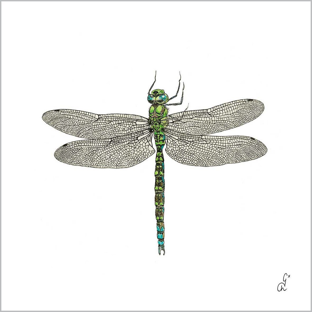 4 Individual Dragonfly Decoupage Napkins. Dragonfly Paper Craft Napkin ...