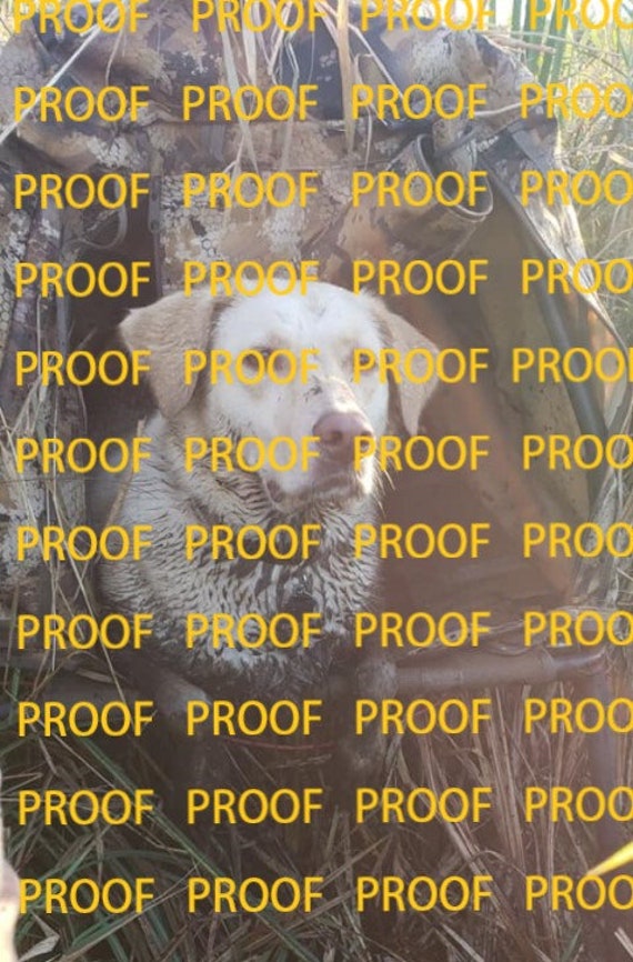 Digital Hunting Lab Photo | Etsy