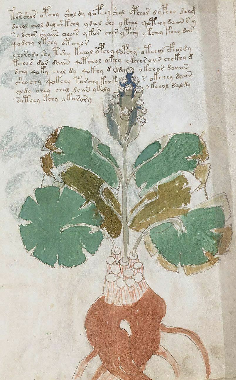 THE VOYNICH MANUSCRIPT 15th Century Undecipherable Mysterious | Etsy