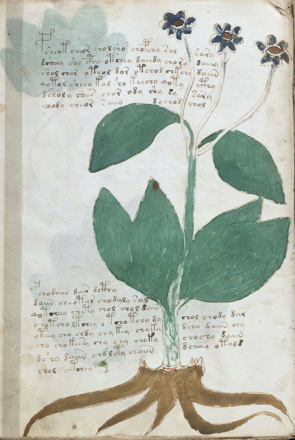 THE VOYNICH MANUSCRIPT 15th Century Undecipherable Mysterious | Etsy