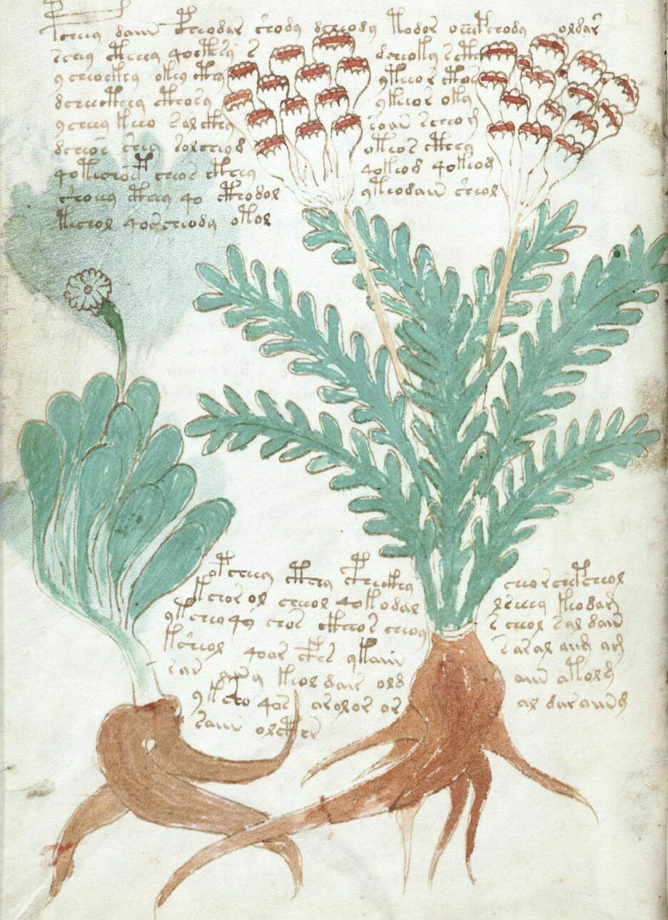 THE VOYNICH MANUSCRIPT 15th Century Undecipherable Mysterious | Etsy
