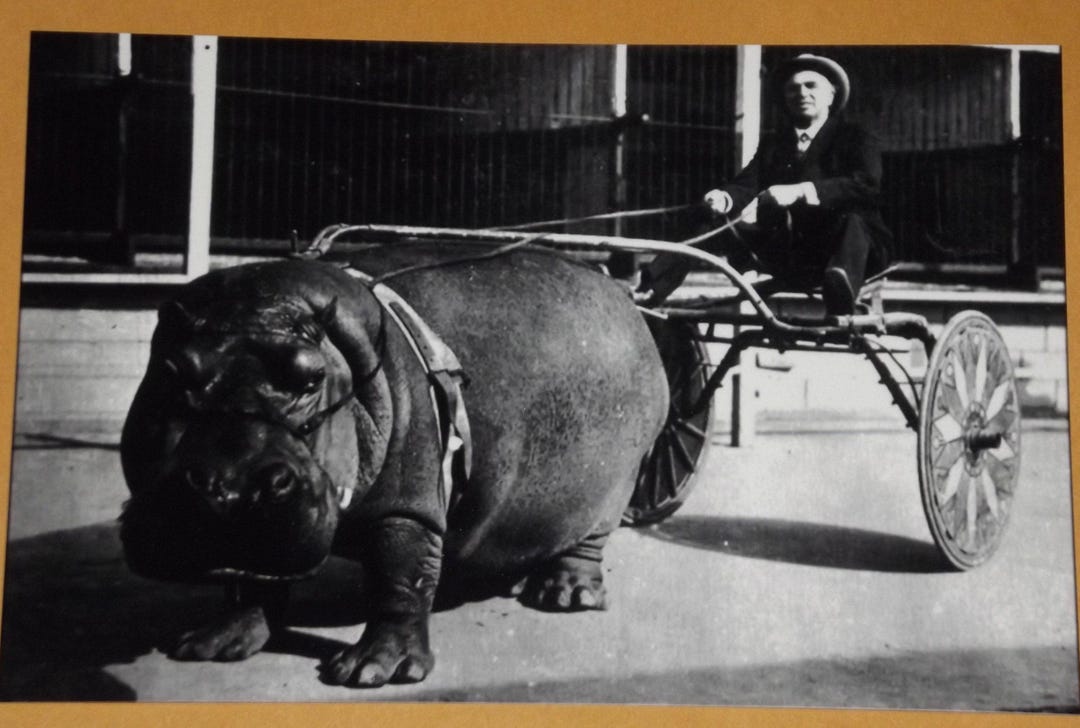 Weird Hippo Man Cart Vintage Photo Crazy Print Poster Fine Classic Art ...