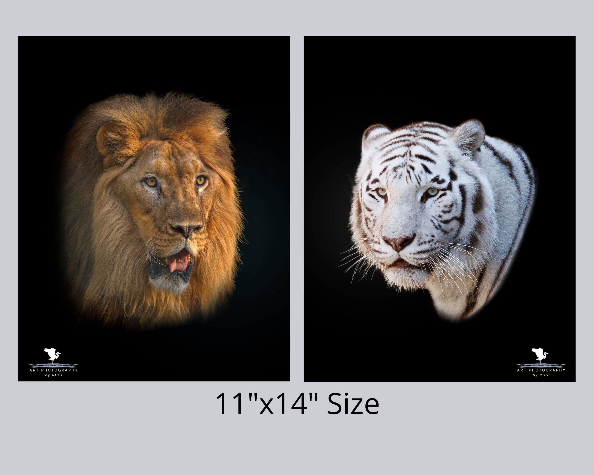 Siberian Tiger Vs African Lion Size Comparison