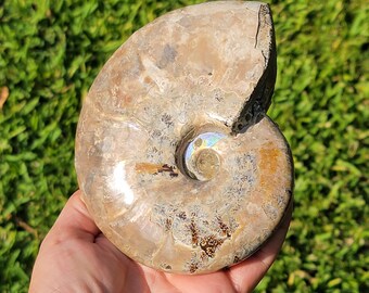 Ammonite Crystal Meaning Card Printable PDF Numerology - Etsy