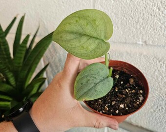 Scindapsus Tattoo - Etsy