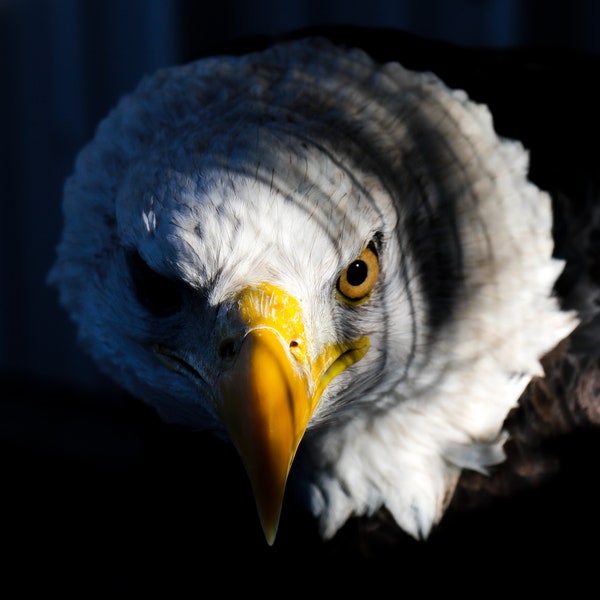 Bald Eagle Wall Light - Etsy