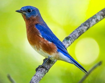 Bluebird Metal Aluminum Photograph, Eastern Bluebird Aluminum ...