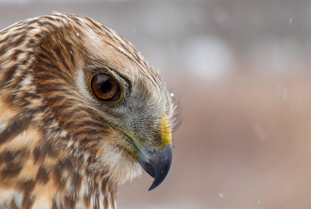Northern Harrier ( Face Study ) - Etsy