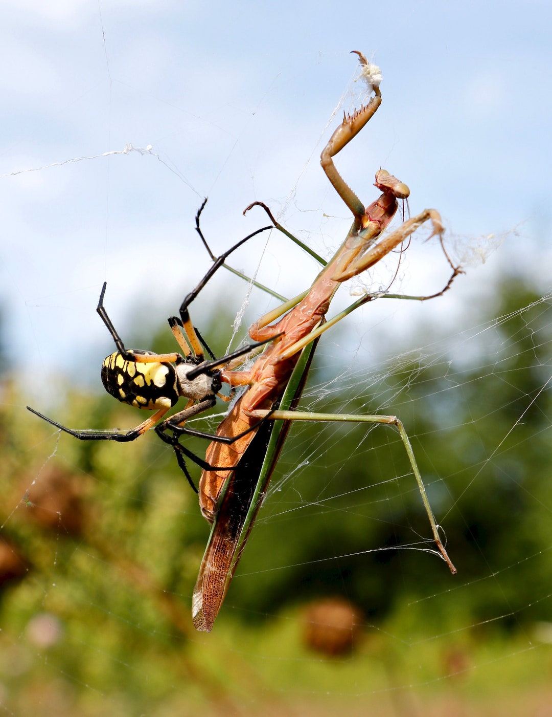 Battle Royal ( Garden Spider Vs Preying Mantis ) - Etsy