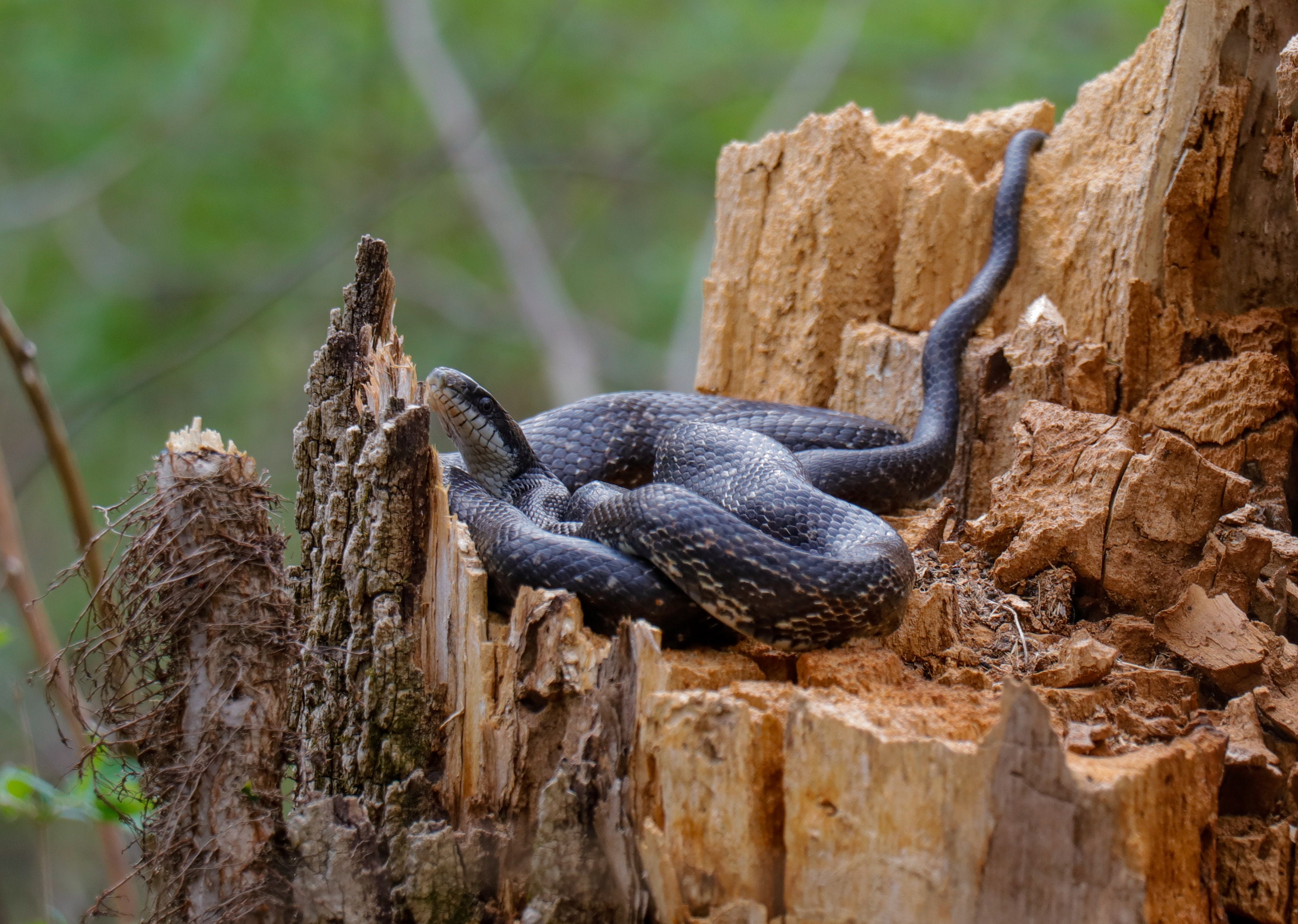 Snake Spring ( Black Rat Snake ) - Etsy