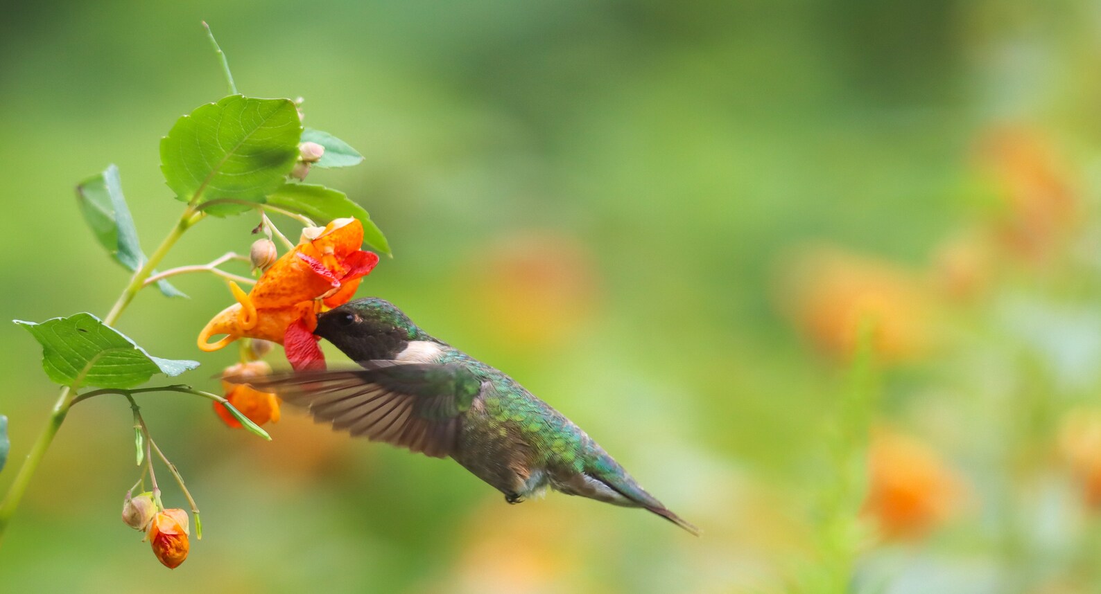 Hummingbird Feeding From Flower (ruby-throated Hummingbird Sips Nectar ...