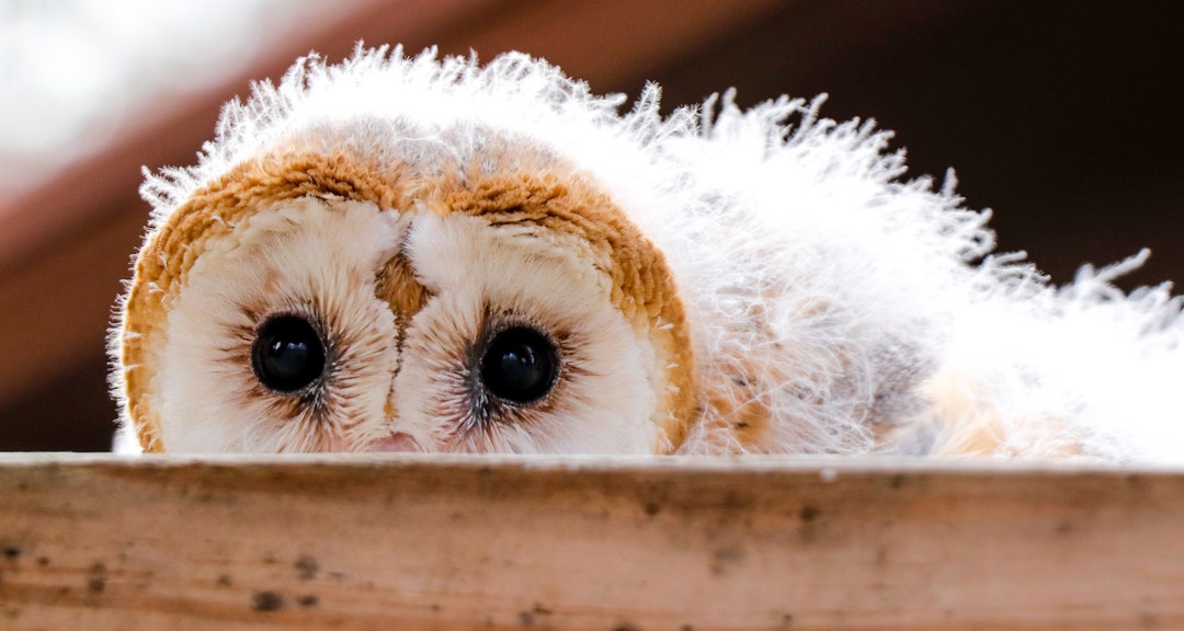 Peak-a-boo ( Young Barn Owl) - Etsy