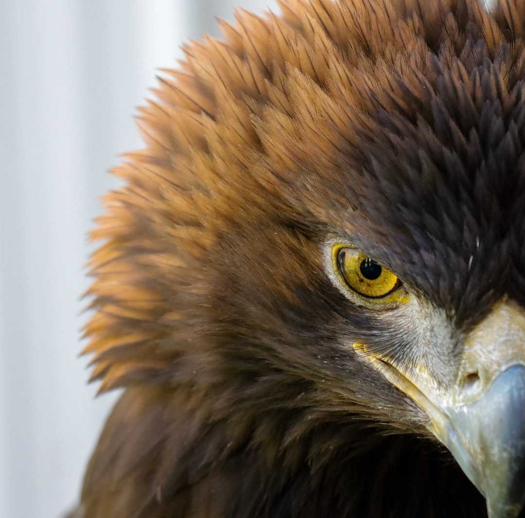 Golden Stare - Golden Eagle Photo - Etsy