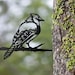 Blue Jay Tree Spike DXF and SVG, Bird on Branche Svg, Bird Yard Sign ...