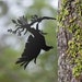 Crow Tree Spike DXF and SVG, Raven Dxf, Bird on Branche Svg, Bird Yard ...