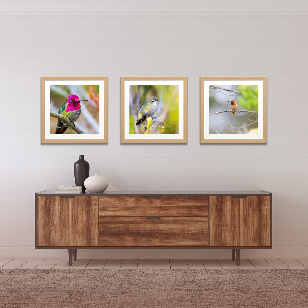 Hummingbird Set Fine Art Wall Prints -- Colorful Anna's and Allen's ...