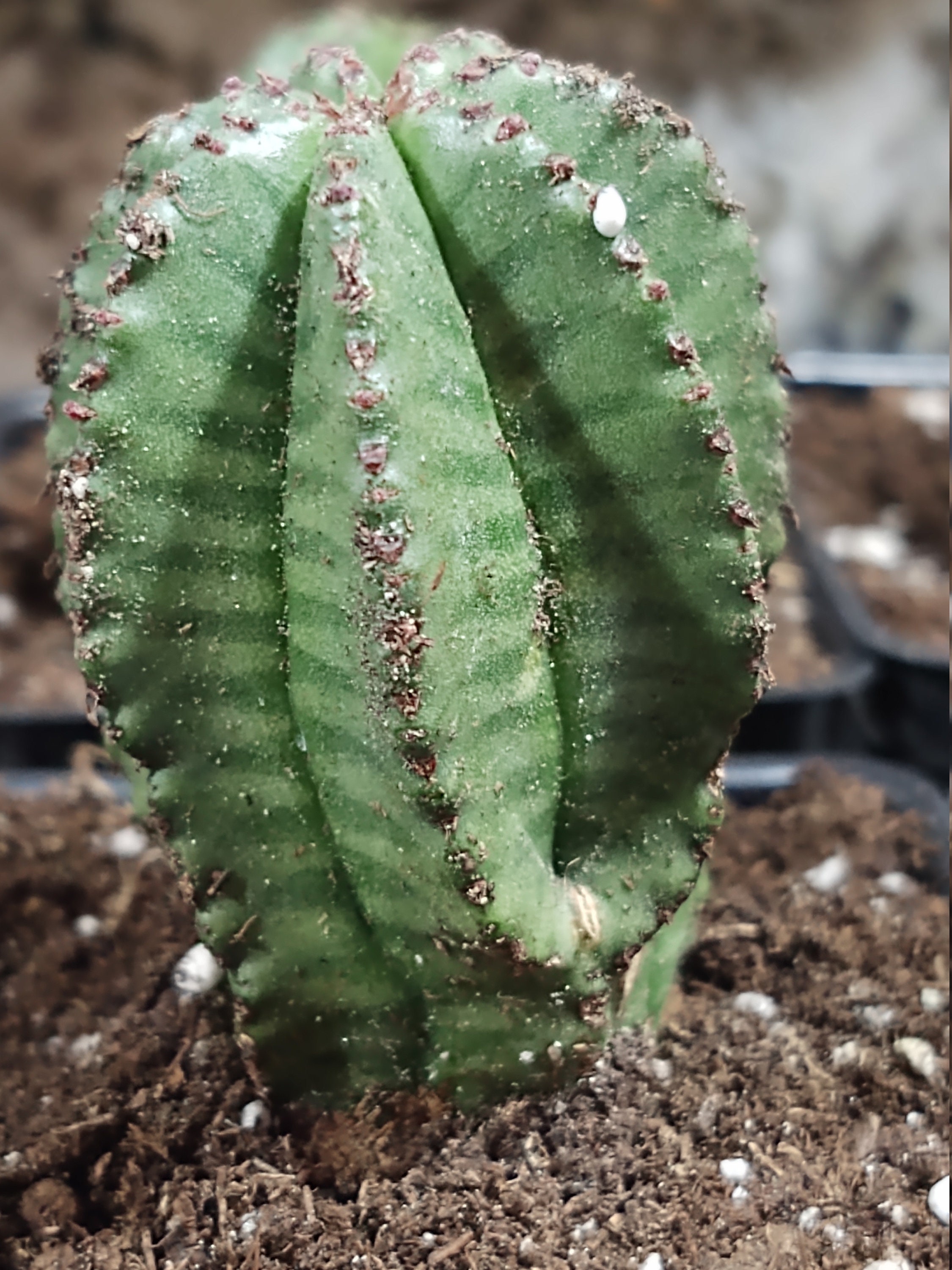 Euphorbia anoplia Tanzanian Zipper Plant Succulent Easy | Etsy