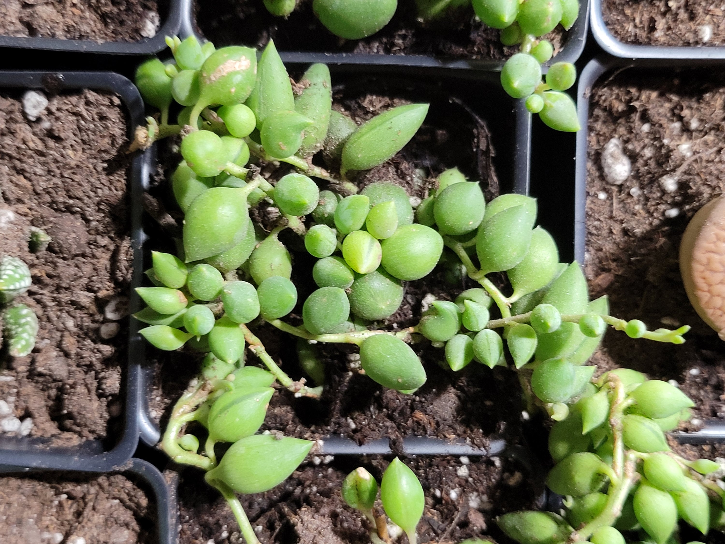 String of raindrops - filomanager