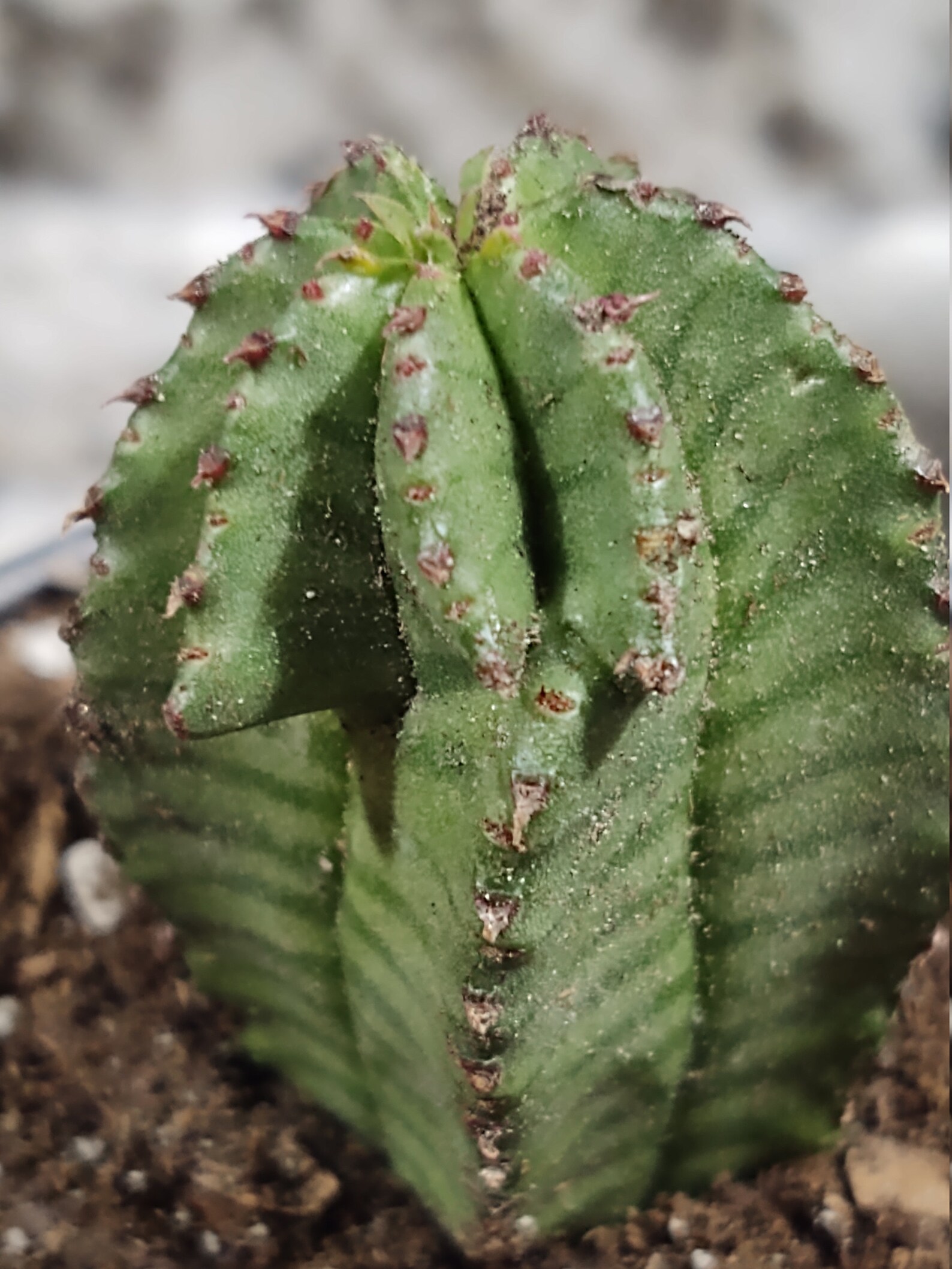 Euphorbia anoplia Tanzanian Zipper Plant Succulent Easy | Etsy