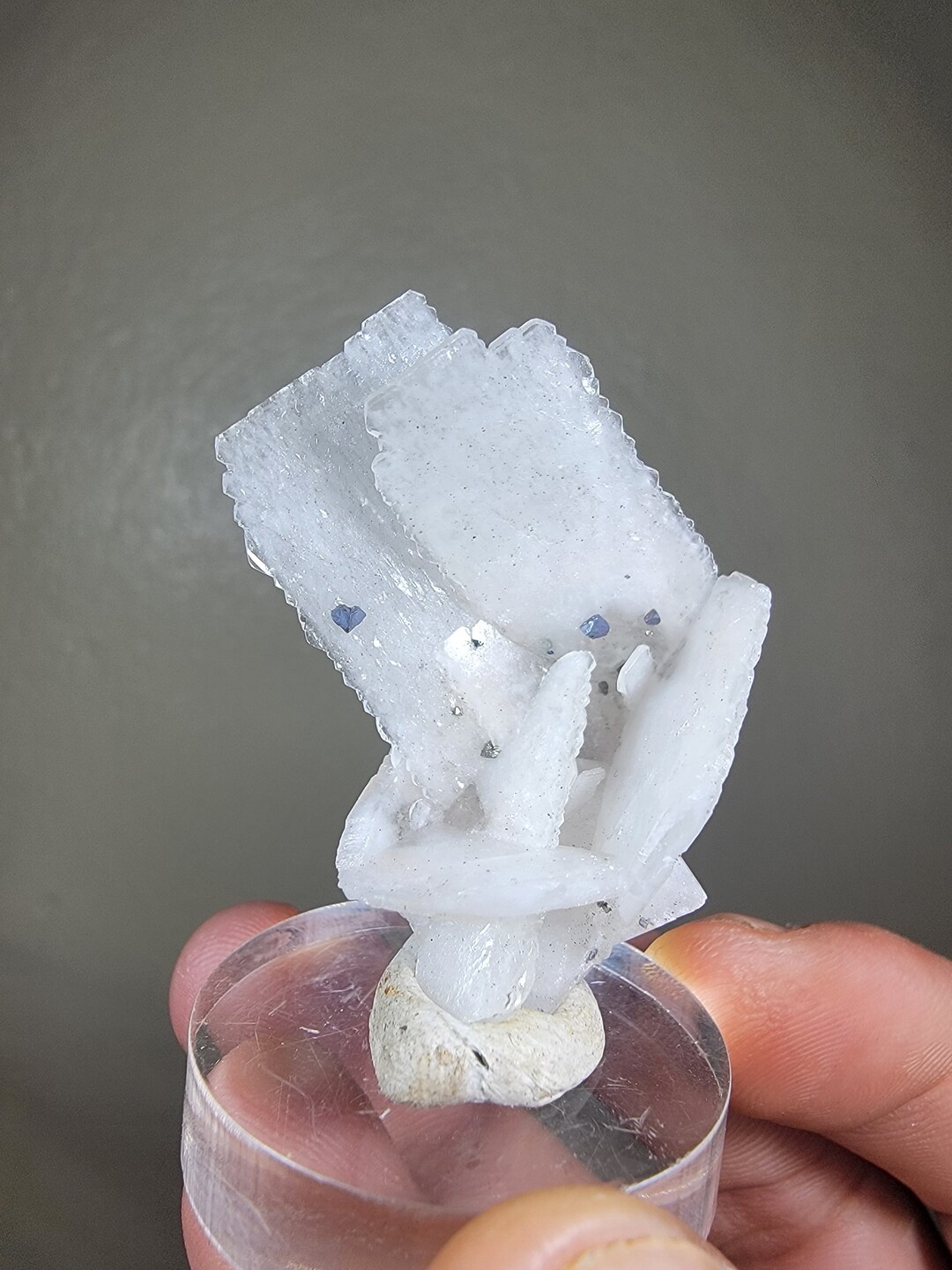 Galena With Pyrite on Barite Blades - Bounhas Mine, Oumjrane, Morocco ...