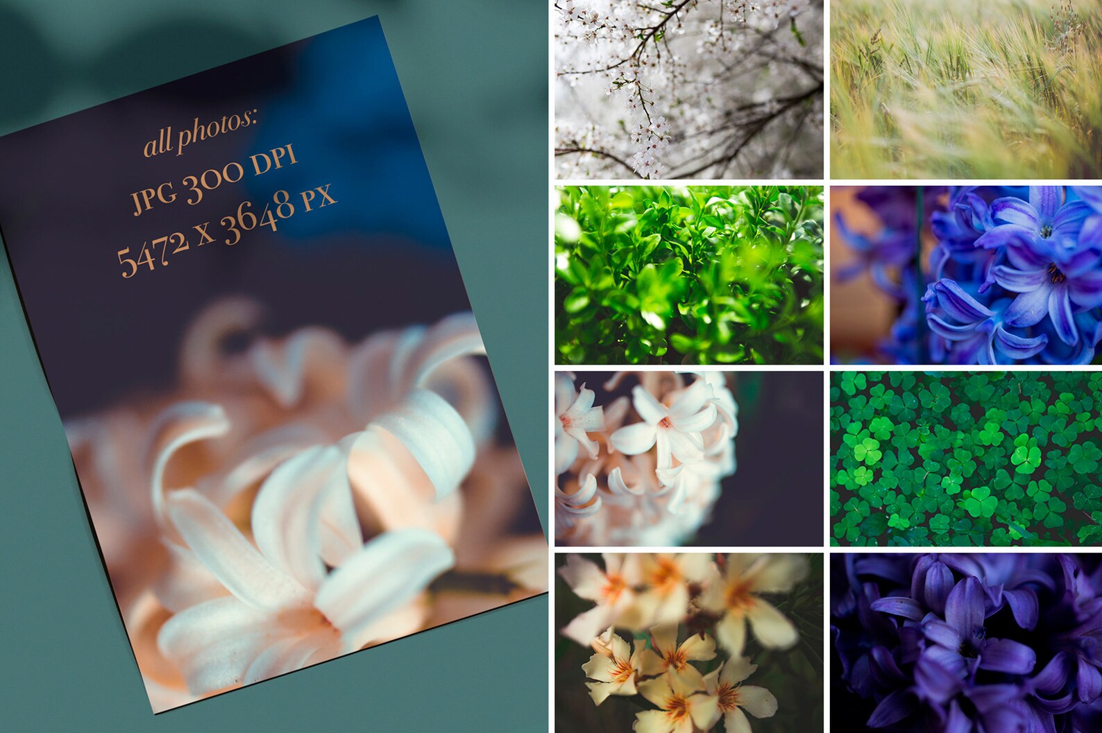 Photo Collection Background Flowers, Flower Photos, Abstract Photos ...