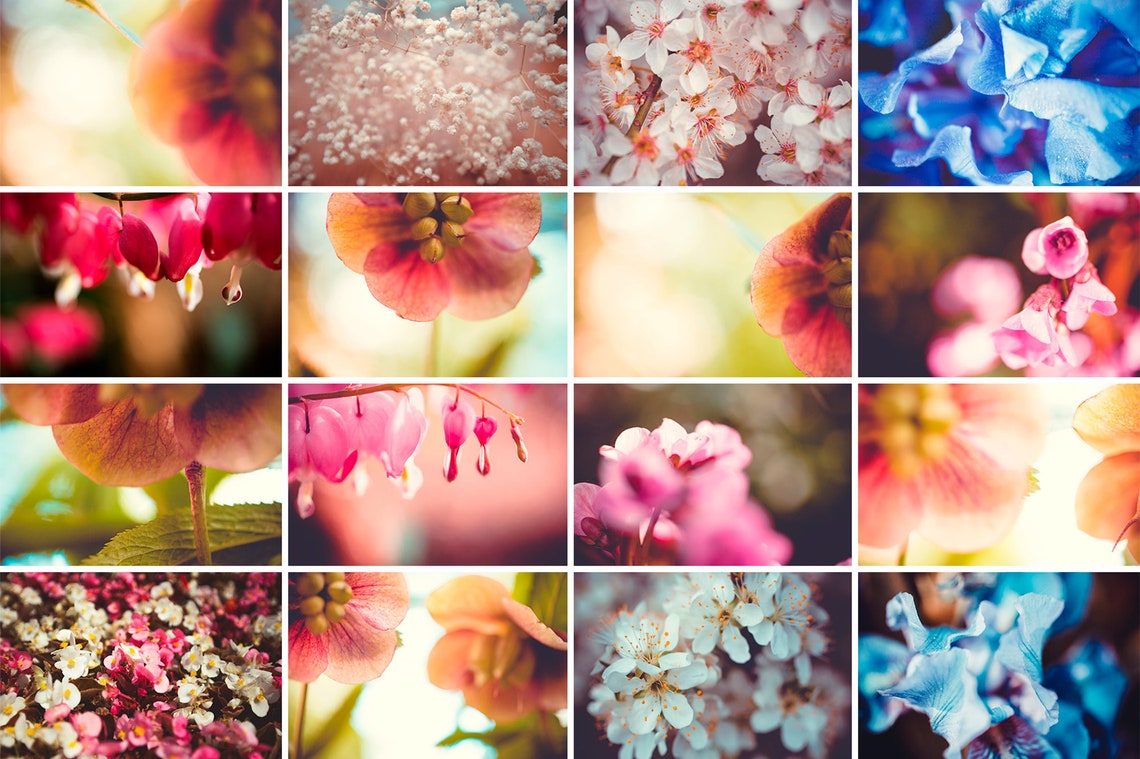 Photo Collection Background Flowers, Flower Photos, Abstract Photos ...