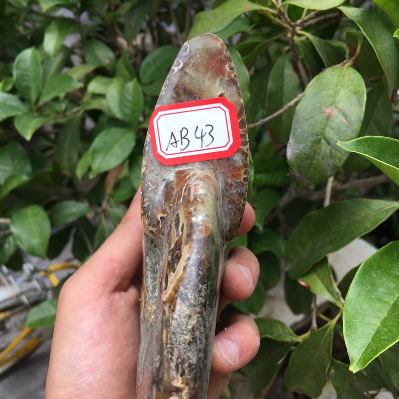 Natural Ammonite Fossil Quartz Crystal Specimen Reiki Healing - Etsy